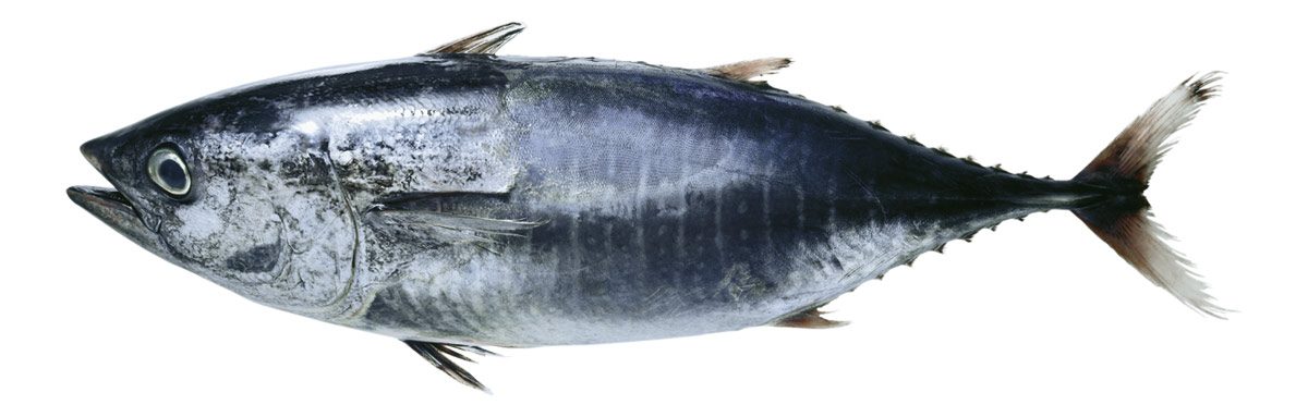 Thunfisch – der-frisch-fisch.ch